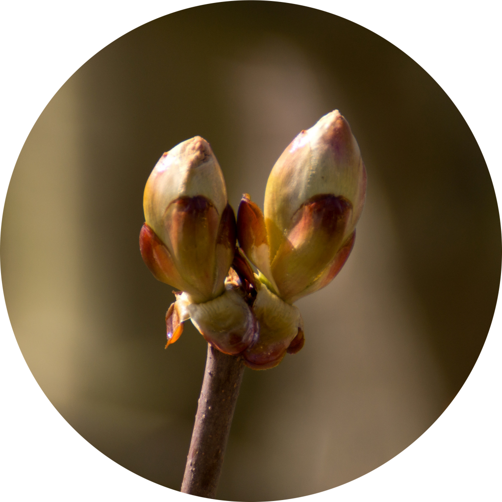 Liste de nos bourgeons – Le Peuple des Arbres