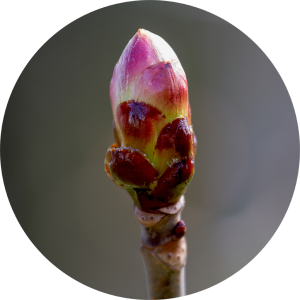 Liste de nos bourgeons – Le Peuple des Arbres