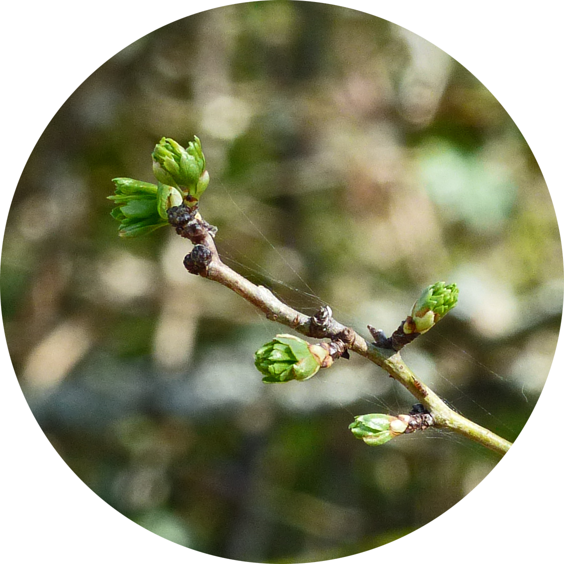 Liste de nos bourgeons – Le Peuple des Arbres