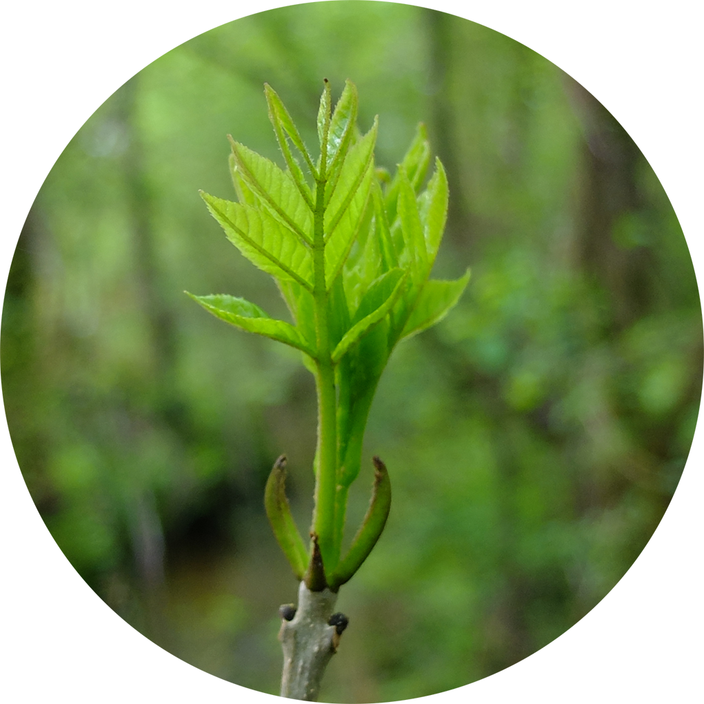 Liste de nos bourgeons – Le Peuple des Arbres