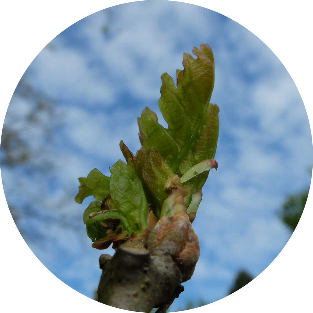 Liste de nos bourgeons – Le Peuple des Arbres