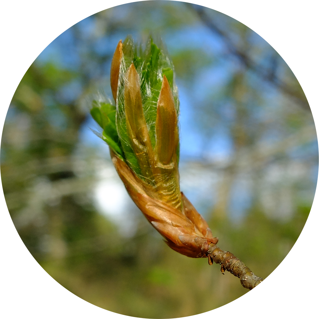 Liste de nos bourgeons – Le Peuple des Arbres